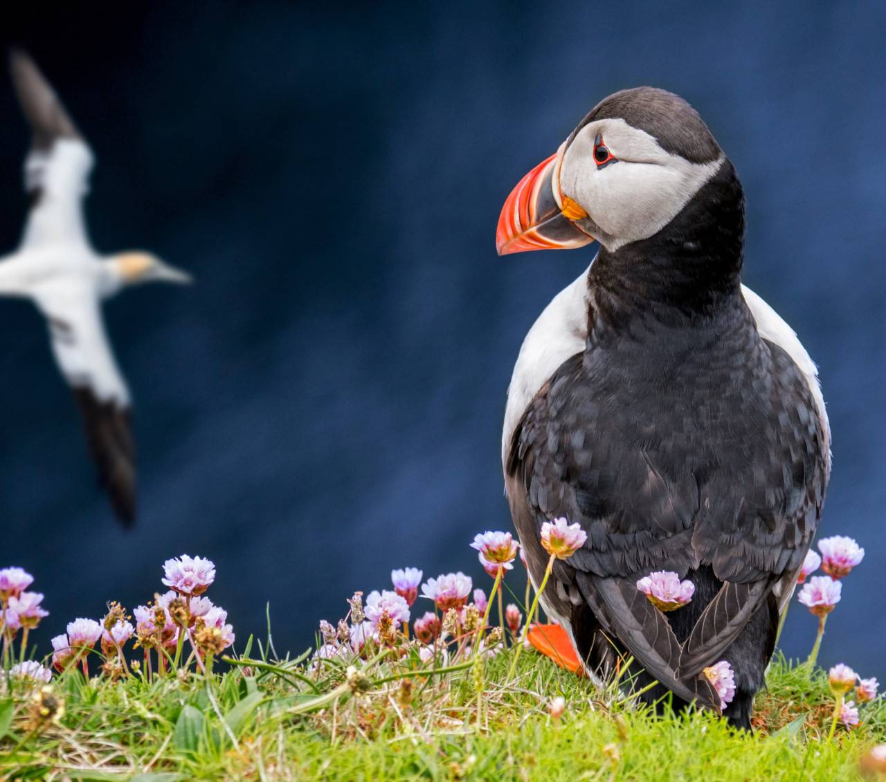 Les Shetland, archipel écossais du bout du monde - Amatera
